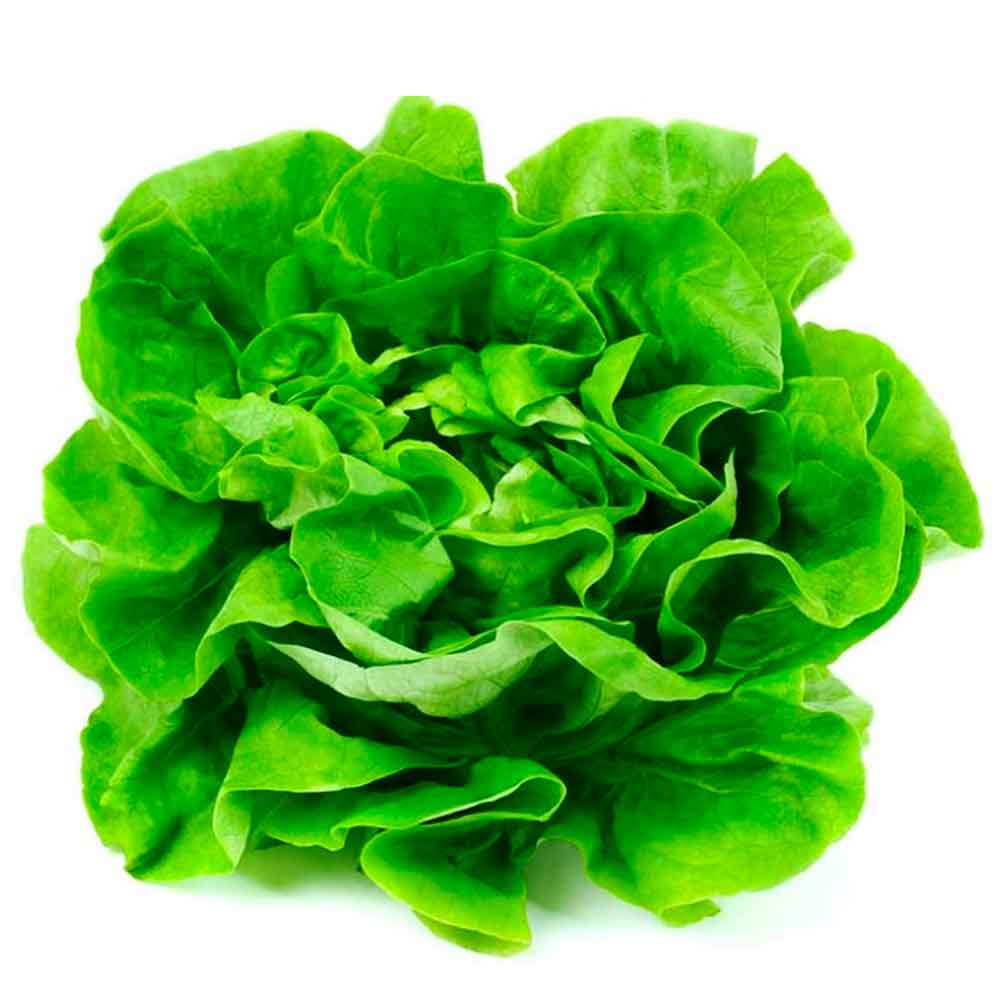 Lechuga lisa